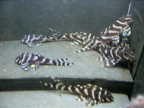 Zebra plecos | MonsterFishKeepers.com