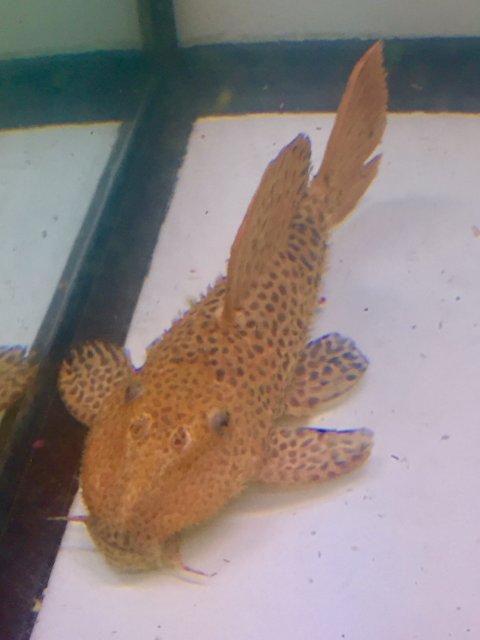 FS | 10" Scarlet Pleco L025, 8" Red Fin Cactus Pleco L024 | $150 | Los ...