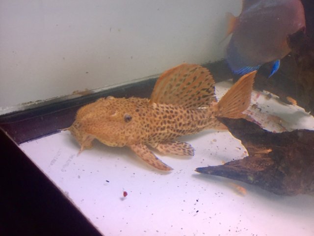 FS | 10" Scarlet Pleco L025, 8" Red Fin Cactus Pleco L024 | $150 | Los ...