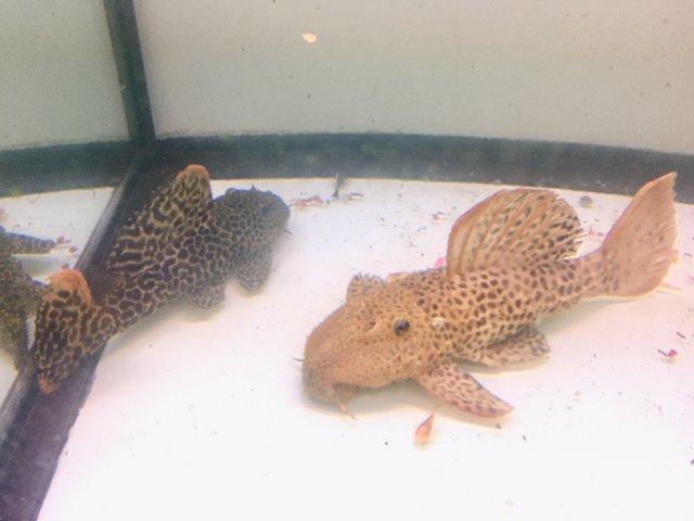 FS | 10" Scarlet Pleco L025, 8" Red Fin Cactus Pleco L024 | $150 | Los ...