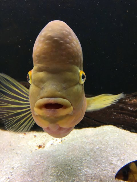 300 Update - Amphilophus Pics | MonsterFishKeepers.com