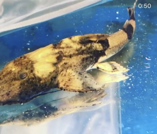 Goonch ID | MonsterFishKeepers.com