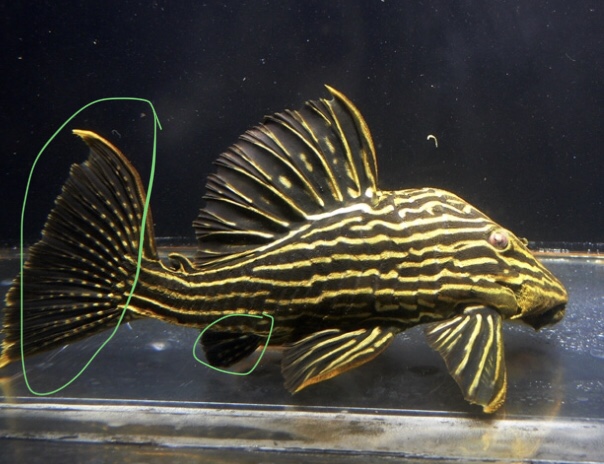 Gold Royal Pleco