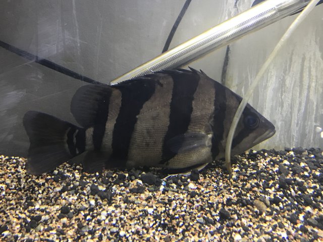 9” stable 3/4 bar indo datnoid/ 8” endli | MonsterFishKeepers.com