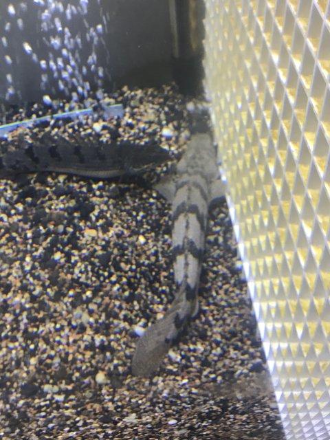 9” stable 3/4 bar indo datnoid/ 8” endli | MonsterFishKeepers.com