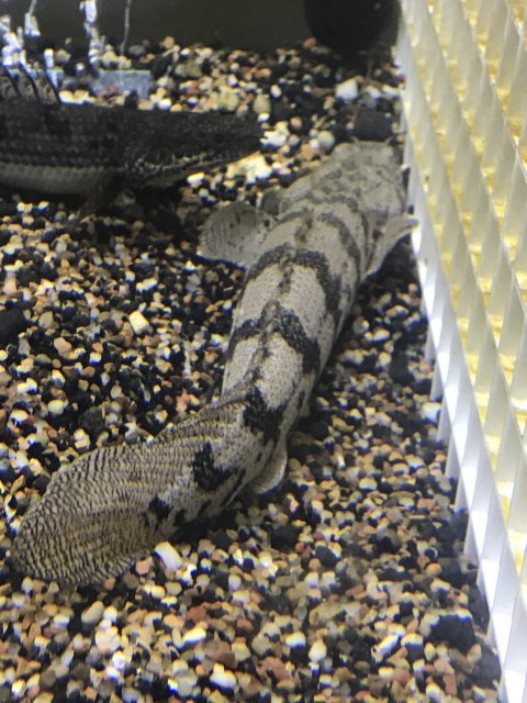 9” stable 3/4 bar indo datnoid/ 8” endli | MonsterFishKeepers.com