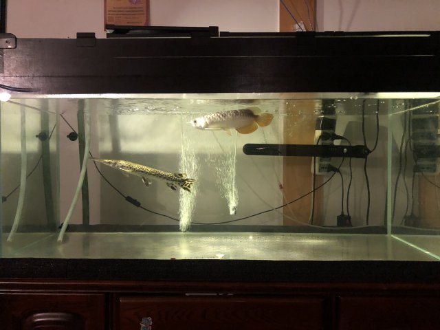 My Monster Fish Tank: Payara, Golden Aro, Silver Aro, Gar, H. Curupira ...