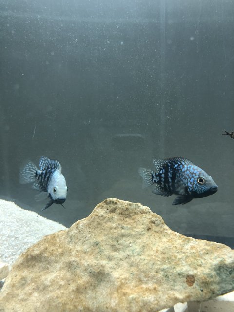 Aztec Carpintis | MonsterFishKeepers.com