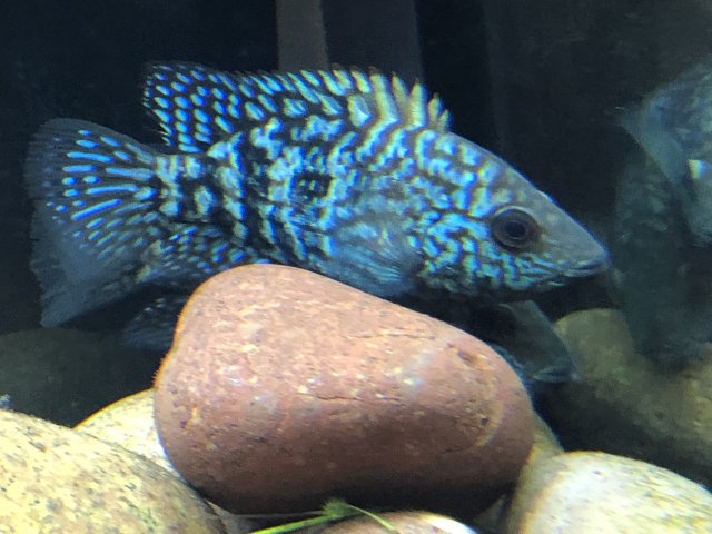 Aztec Carpintis | MonsterFishKeepers.com