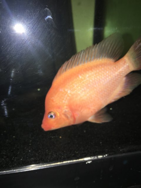 Female Midas Cichlid