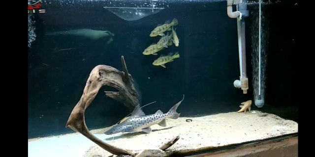 My Brachyplatystoma filamentosum (Disscussion) | MonsterFishKeepers.com