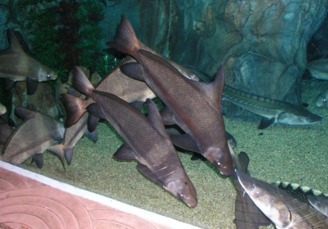 What's the deal with Chinese Highfin Sharks? | MonsterFishKeepers.com