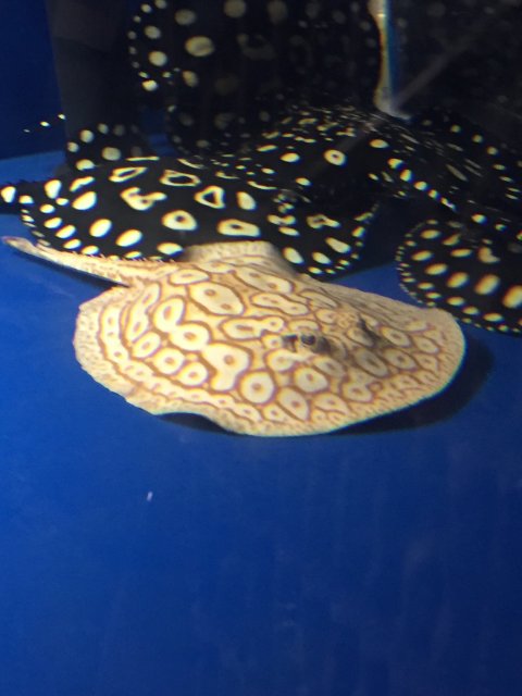 VENDOR | Albino Male Pearl Stingray | $2500 | GALENA OHIO | Picking ...