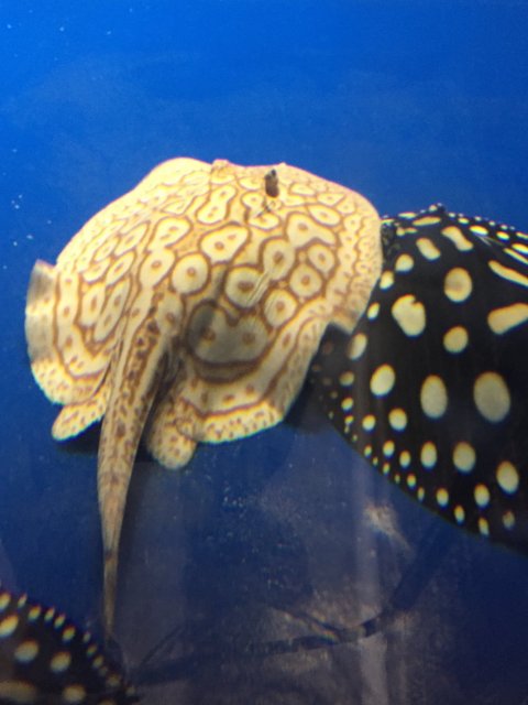 VENDOR | Albino Male Pearl Stingray | $2500 | GALENA OHIO | Picking ...