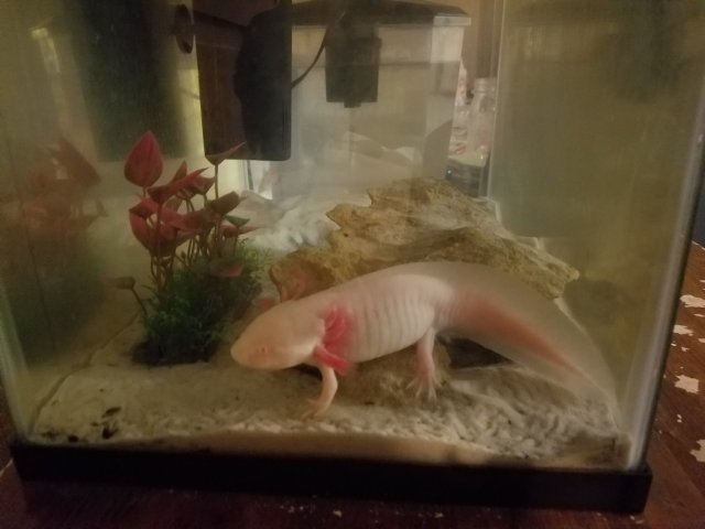 Red Axolotl