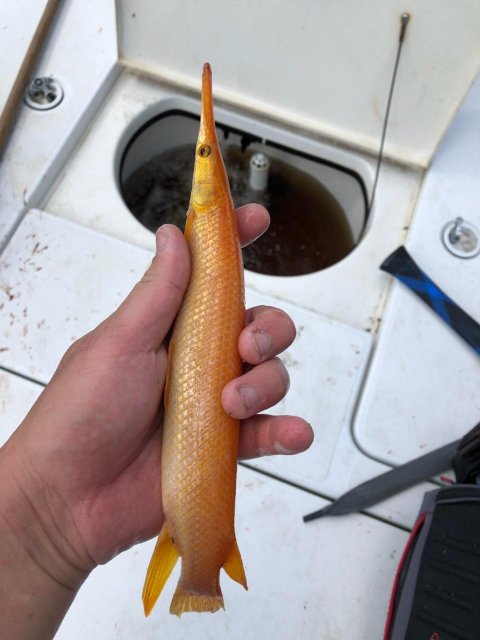Golden Gar!!! | MonsterFishKeepers.com