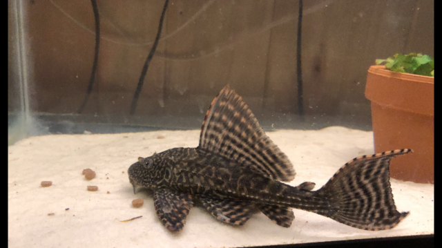 Common Pleco