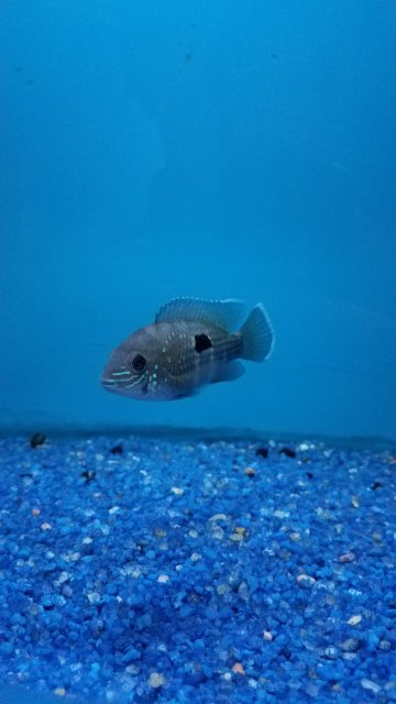 White saum? | MonsterFishKeepers.com