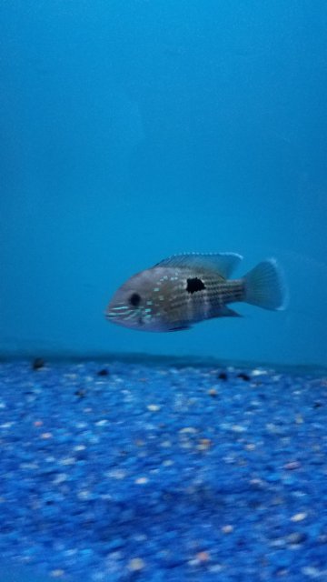 White saum? | MonsterFishKeepers.com