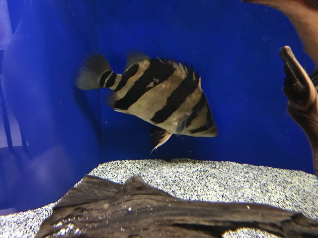 FS | 3 bar/4 bar/Sumatra grade A/Ntt Datnoids! | $200-500 | Los Angeles ...