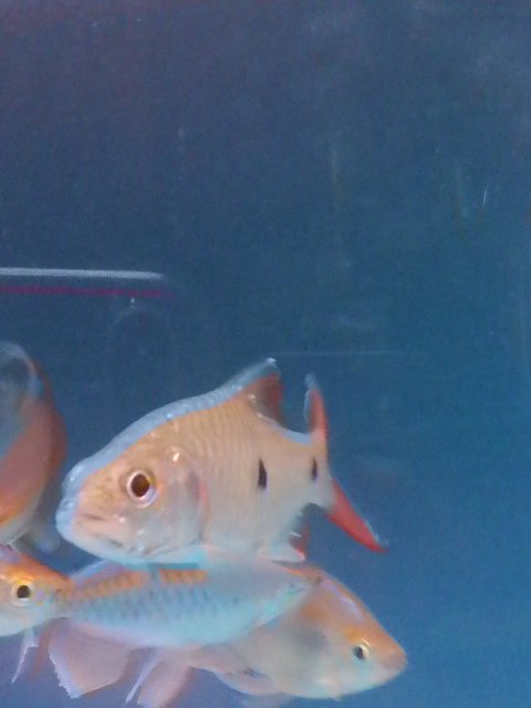 Hampala ampalong | MonsterFishKeepers.com