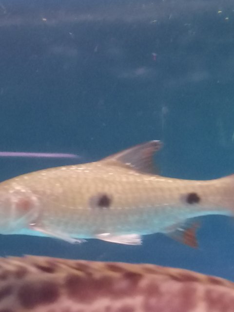 Hampala ampalong | MonsterFishKeepers.com