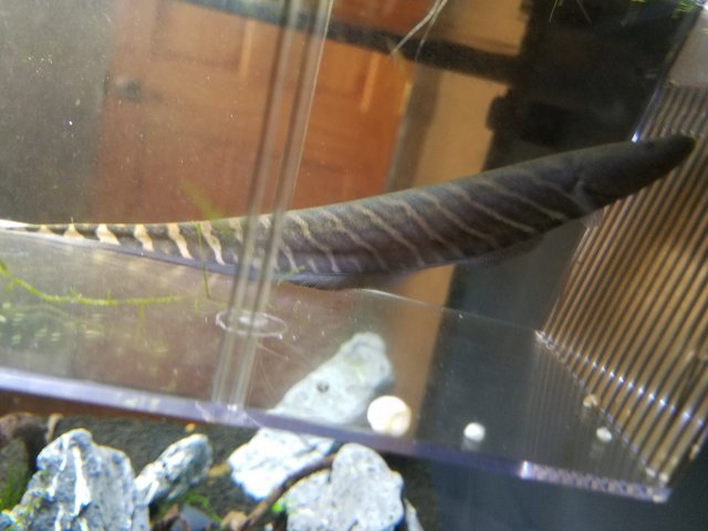 Zebra Knifefish
