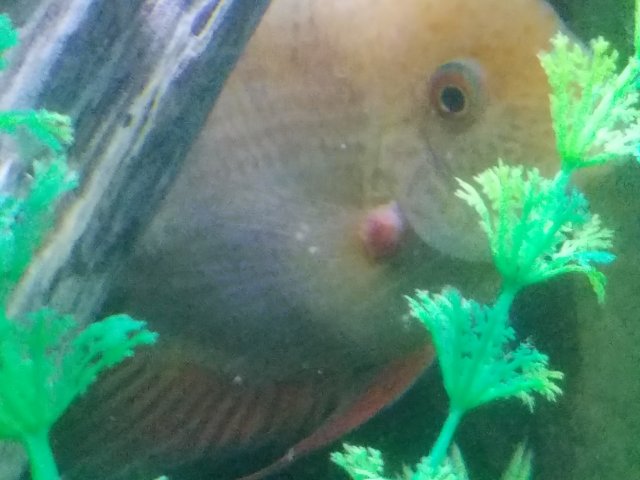 Red Cyst /growth at base of Severum Pectoral Fins (BOTH SIDES ...