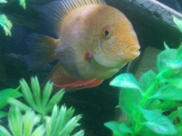 Red Cyst /growth at base of Severum Pectoral Fins (BOTH SIDES ...