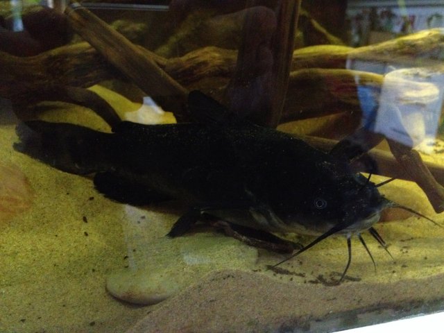 Black Bullhead Catfish Aquarium