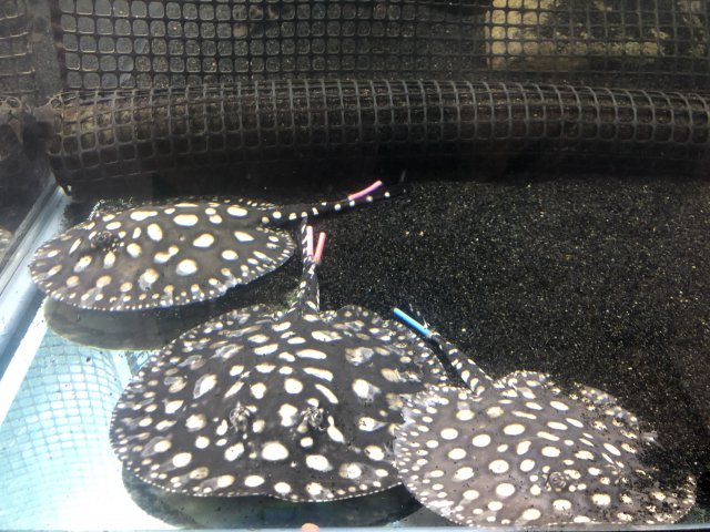 New black diamond rays :) | MonsterFishKeepers.com