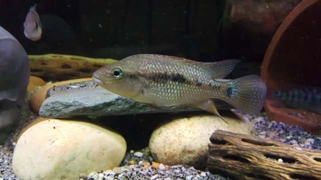 Chiapaheros grammodes | MonsterFishKeepers.com