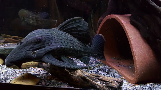Show your Plecos Here !! | MonsterFishKeepers.com