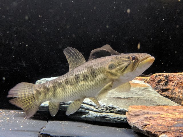 Quartet of Hoplias lacerdae, green wolf fish, "Argentina ...