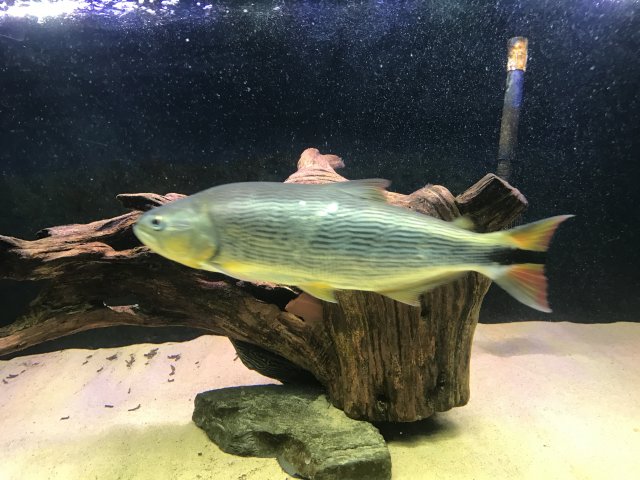 Golden dorado/ bass fs | MonsterFishKeepers.com