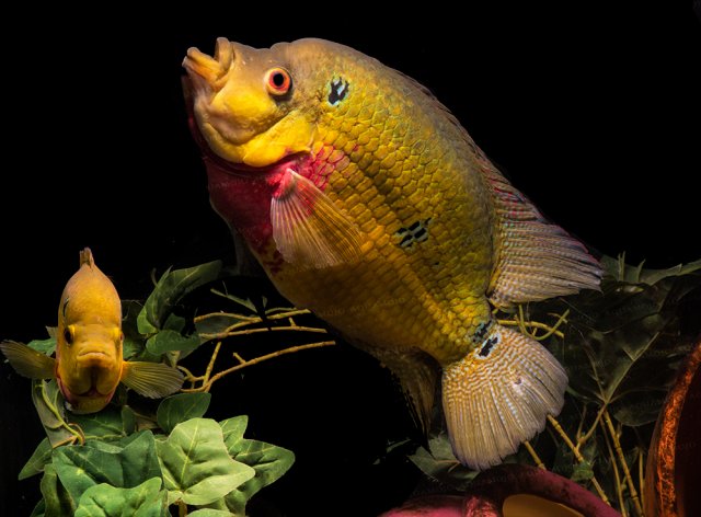 Today in the Fishroom ~ Amphilophus trimaculatus | MonsterFishKeepers.com