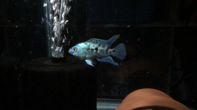 ebjd health | MonsterFishKeepers.com