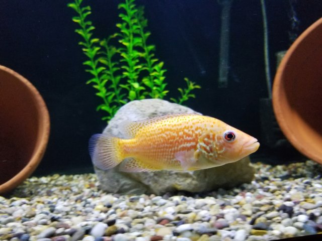 Young male Red Dovii | MonsterFishKeepers.com