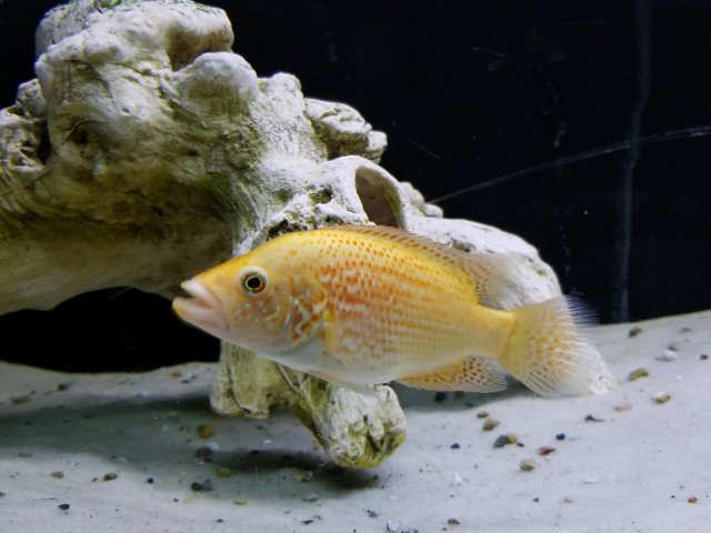 Young male Red Dovii | MonsterFishKeepers.com