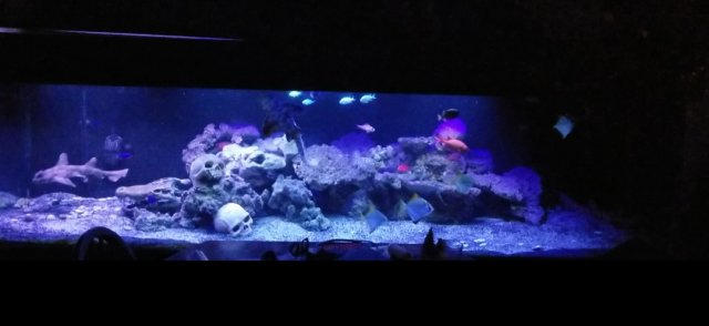 Cowfish tank mates ? | MonsterFishKeepers.com