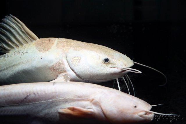 Monster Albino Catfish
