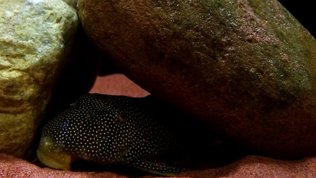 New L14 and L253 plecos | MonsterFishKeepers.com