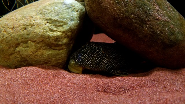 New L14 and L253 plecos | MonsterFishKeepers.com