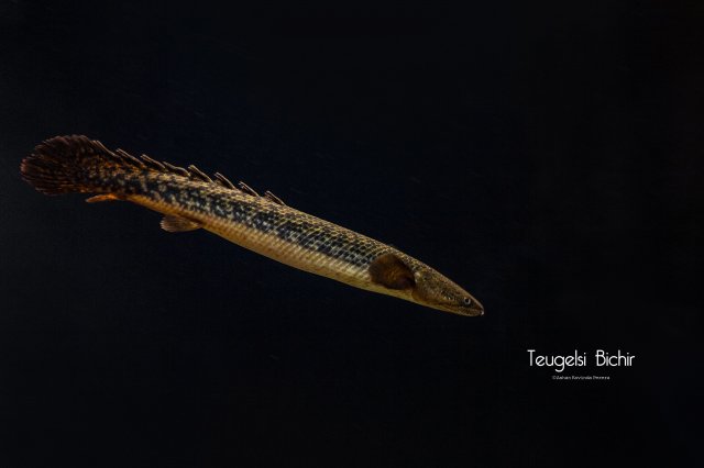 Polypterus Teugelsi