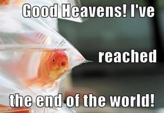 Fish memes! | MonsterFishKeepers.com