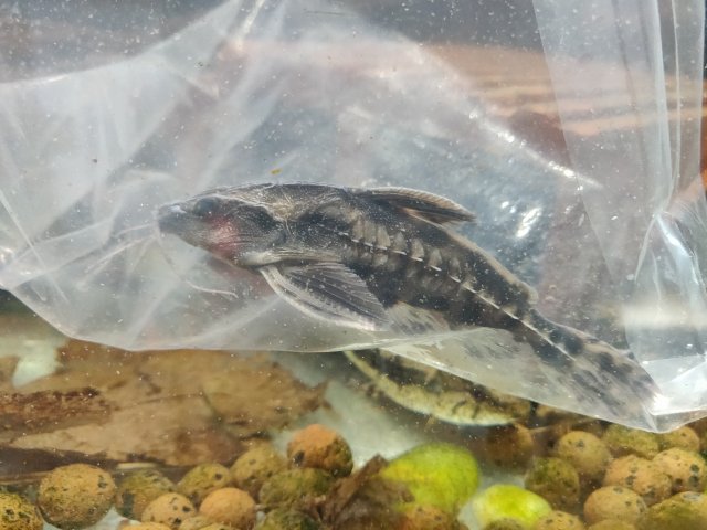 The new little fella-megalodoras irwini | MonsterFishKeepers.com