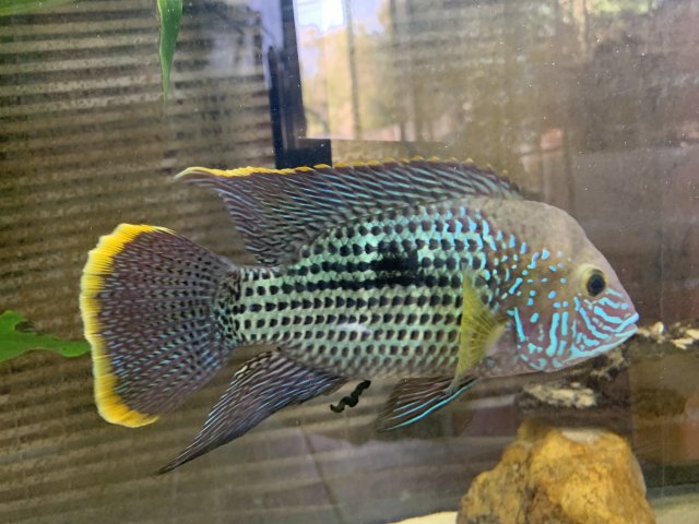 Gold Saum Rivulatus All Healed Up! | MonsterFishKeepers.com