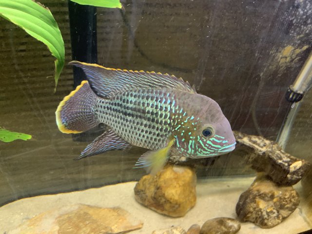Gold Saum Rivulatus All Healed Up! | MonsterFishKeepers.com