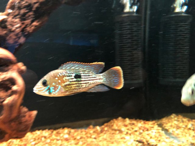 Gold saum | MonsterFishKeepers.com