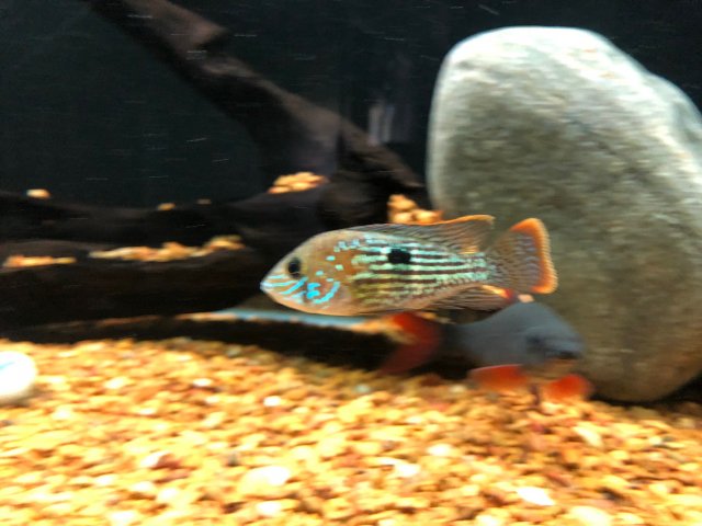 Gold saum | MonsterFishKeepers.com